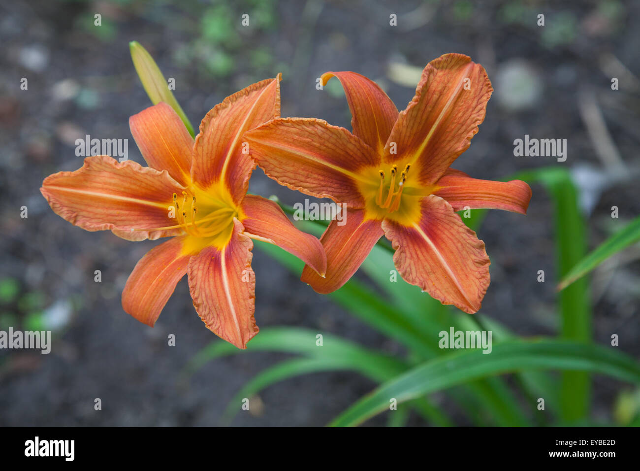Hemerocallis fulva hi-res stock photography and images - Alamy
