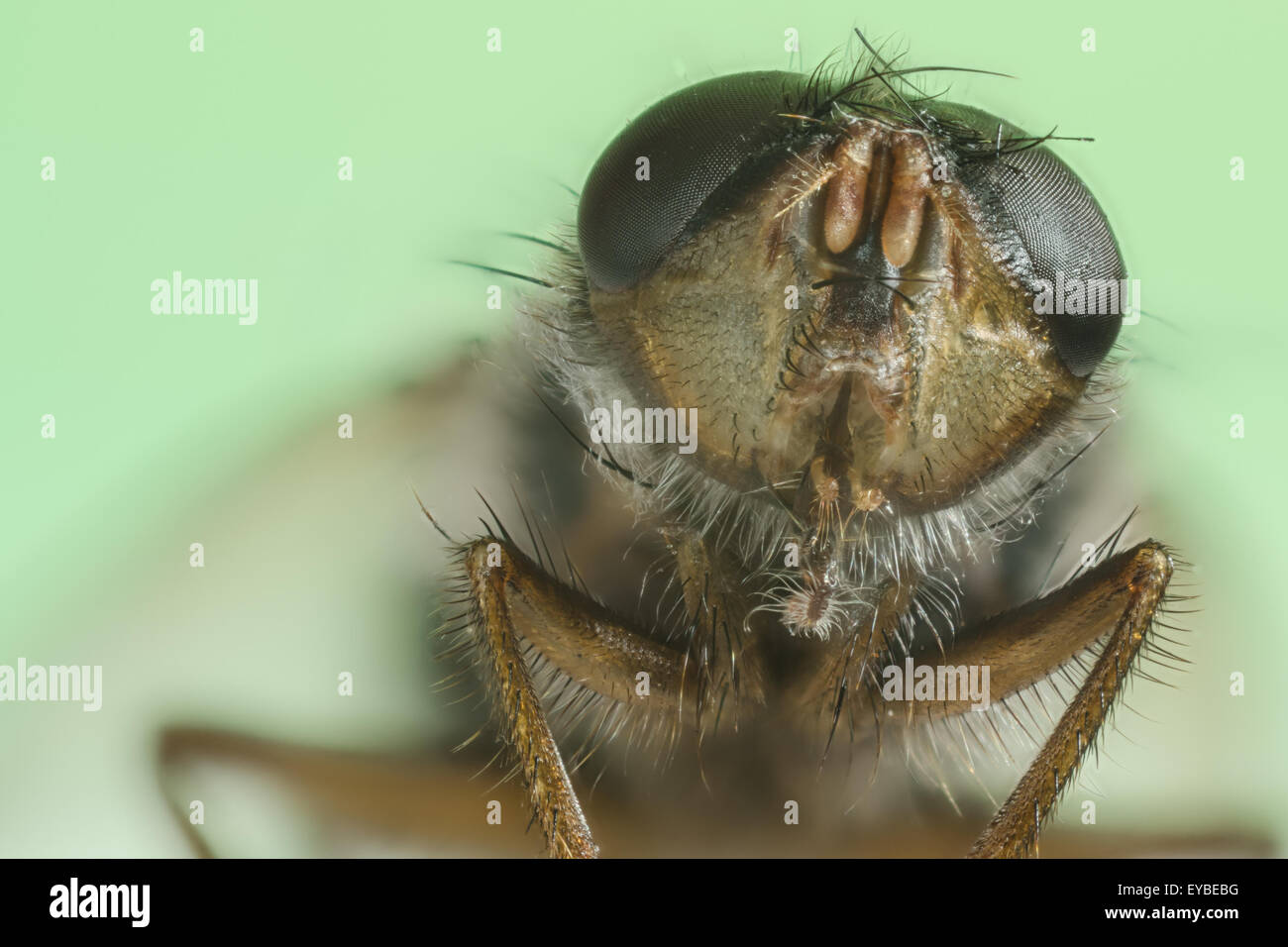 Portrait of a little house fly (Fannia canicularis Stock Photo - Alamy