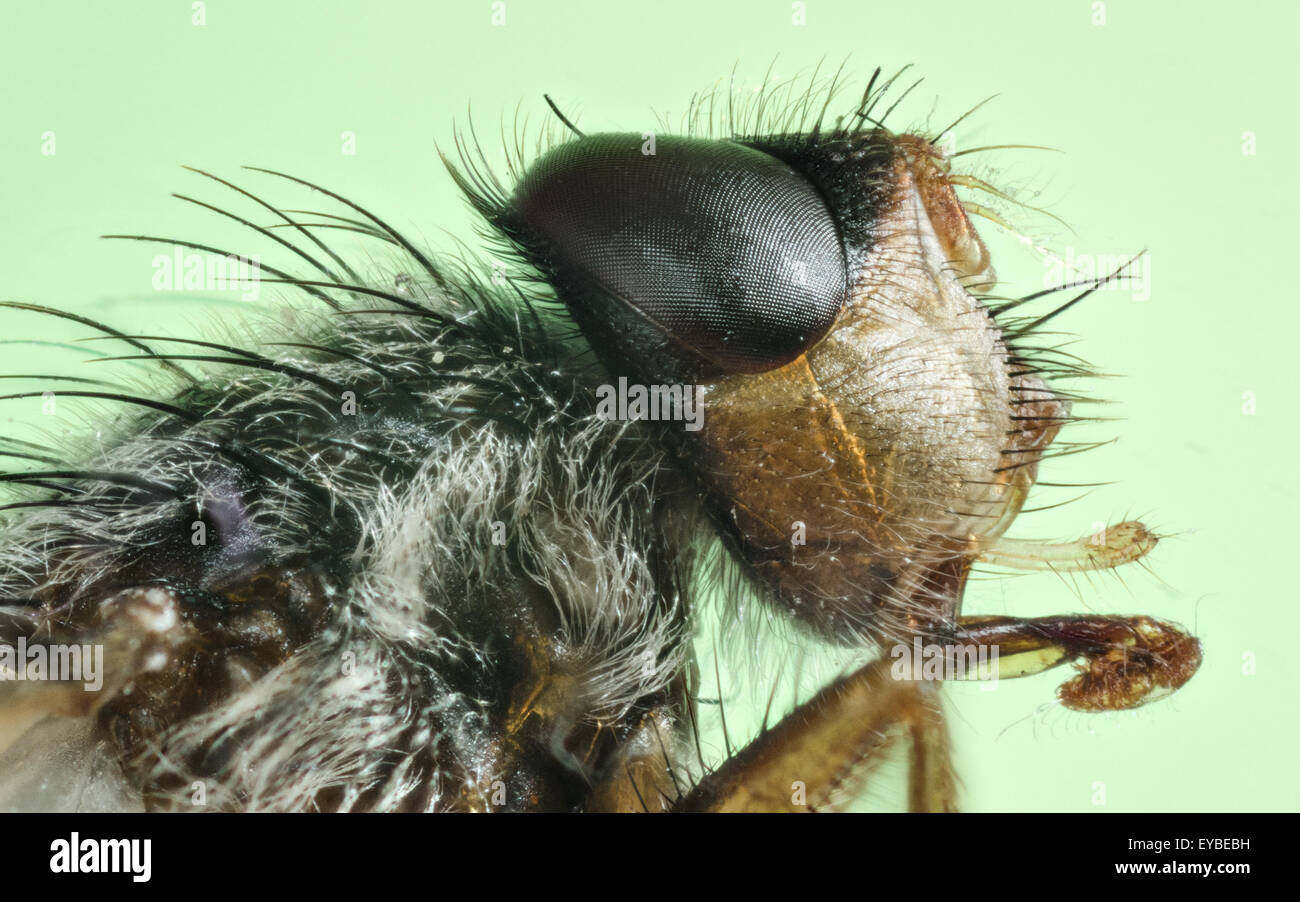 Lesser house fly fannia canicularis hi-res stock photography and images ...