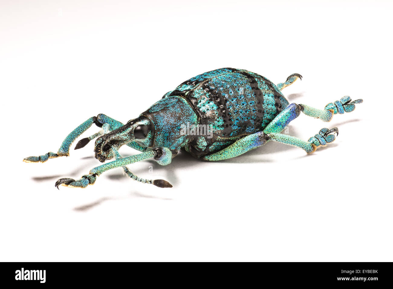 Weevil (Eupholus schoenherri petiti) on white background Stock Photo ...