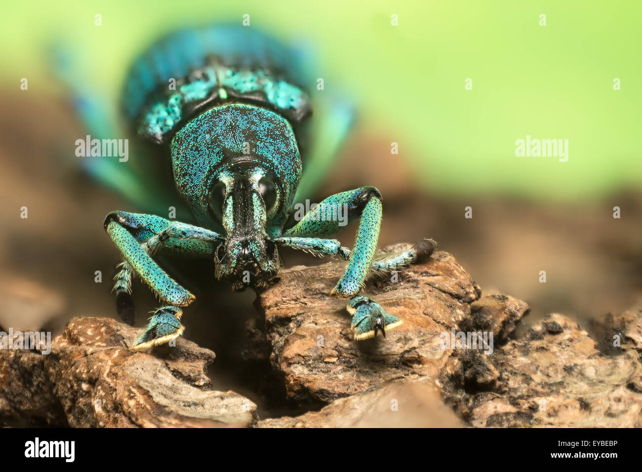 Eupholus weevil hi-res stock photography and images - Alamy