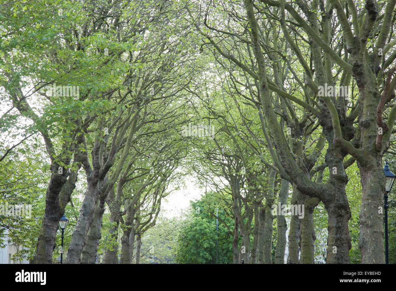 Falkner liverpool hi-res stock photography and images - Alamy