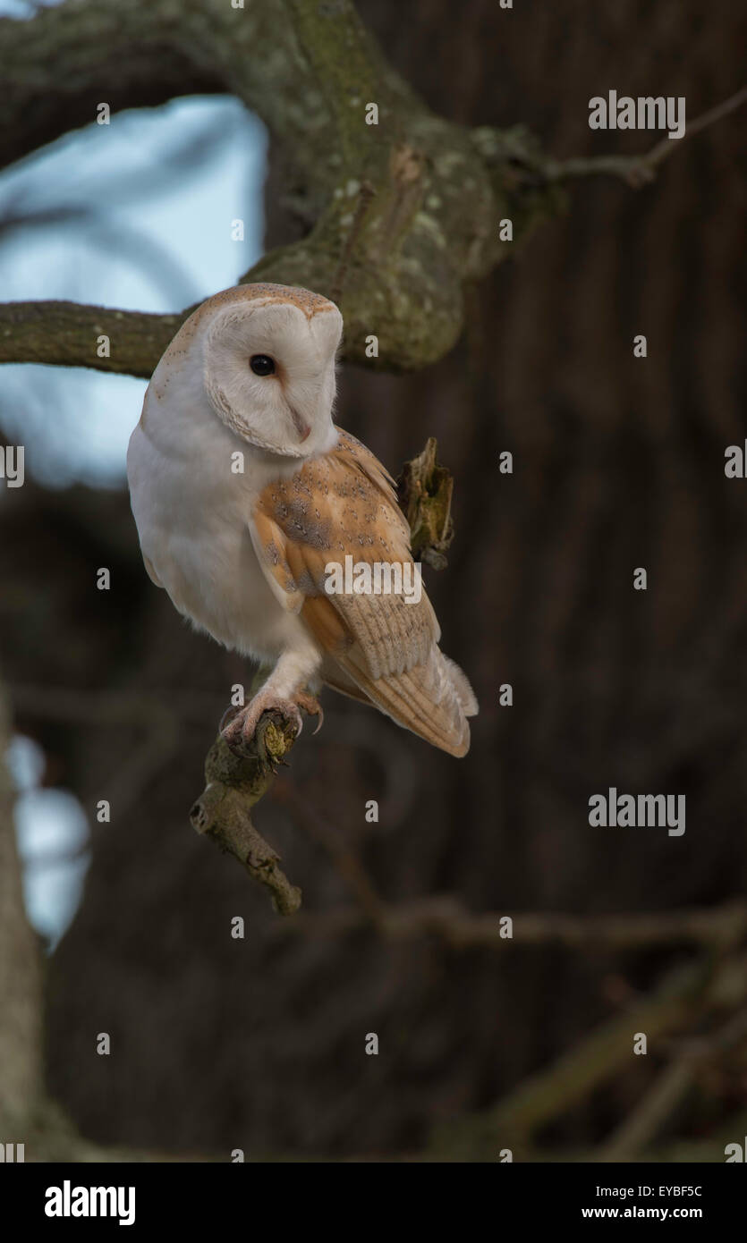 Perch in a tree hi-res stock photography and images - Alamy