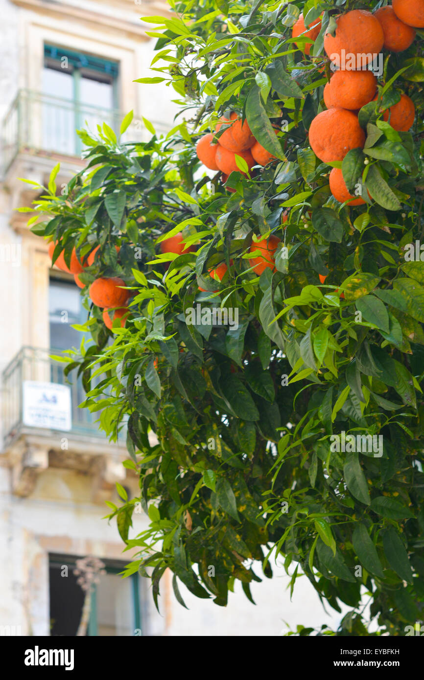 Orange Trees in Taormina in Sicily, Italy Stock Photo - Alamy
