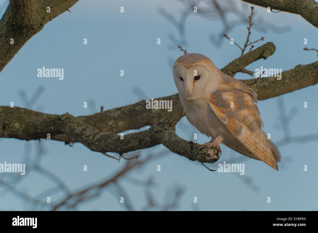 Perch in a tree hi-res stock photography and images - Alamy