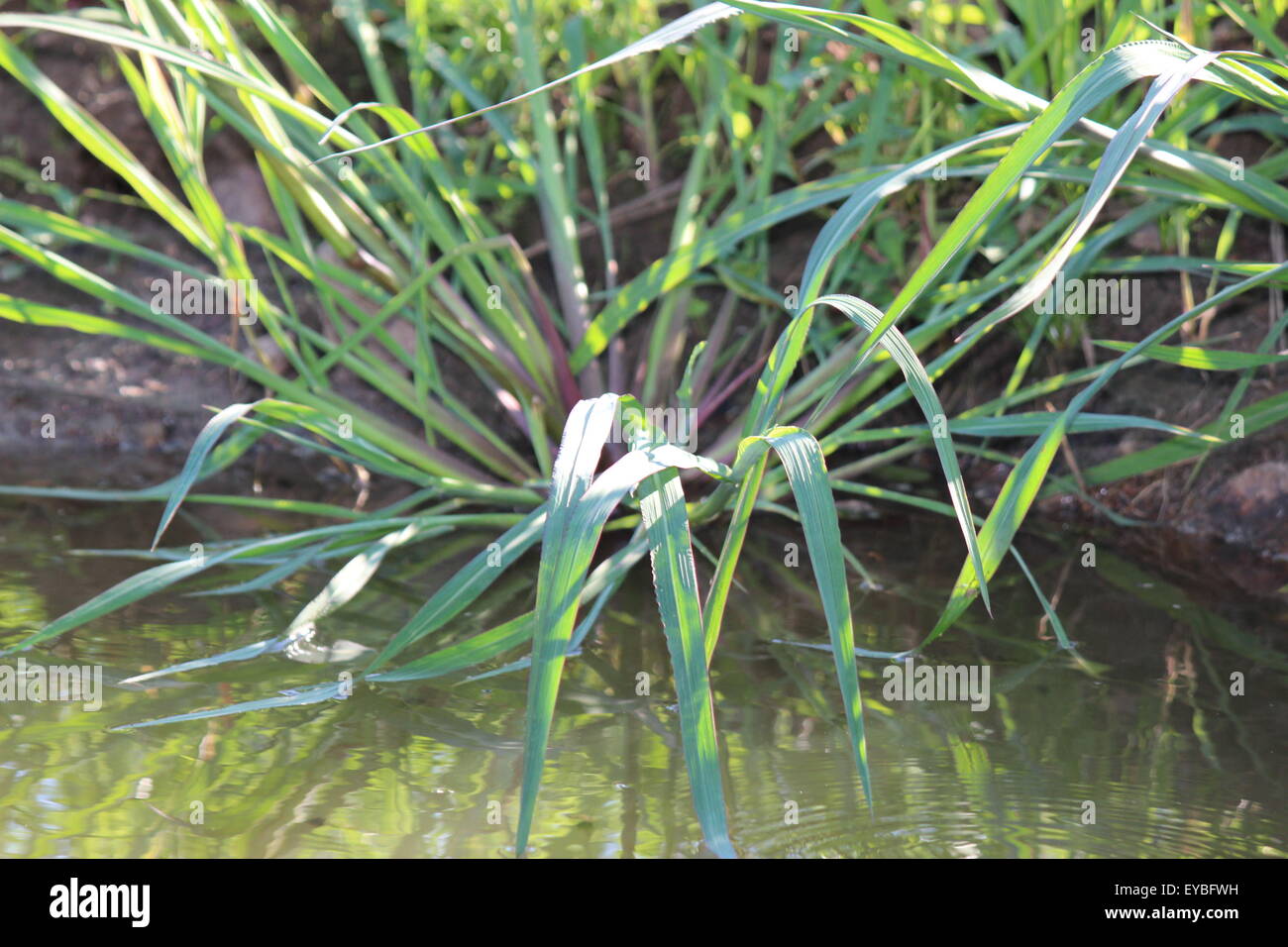 Pond grass hi-res stock photography and images - Alamy