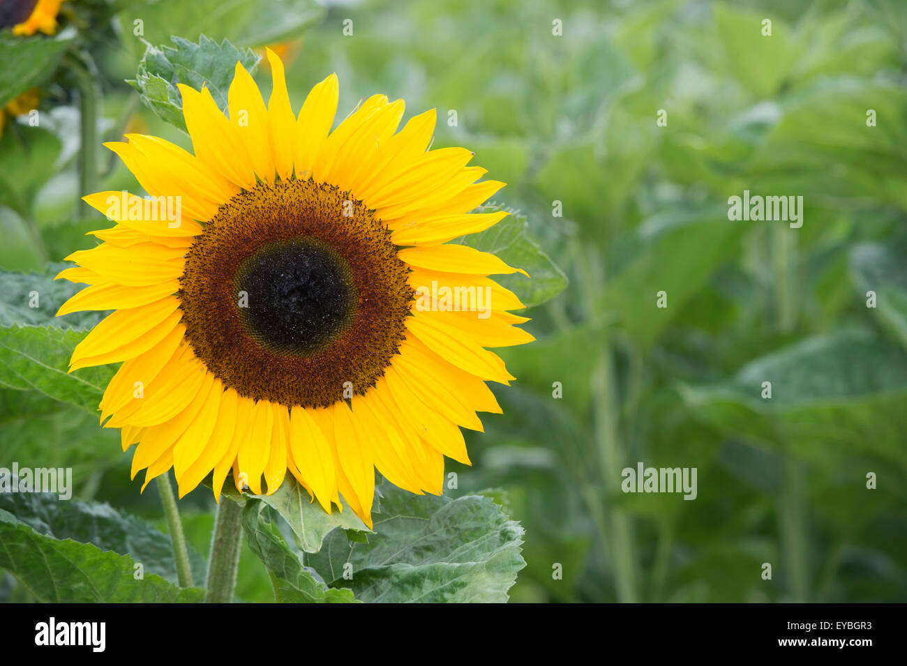 Ronnie green hi-res stock photography and images - Alamy