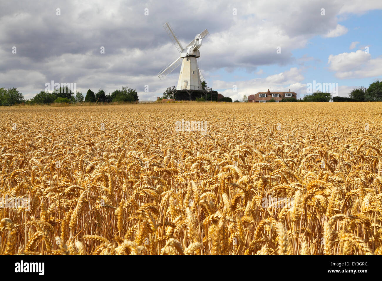 Harvest Time at Woodchurch Windmill, Kent, England, UK, GB Stock Photo ...