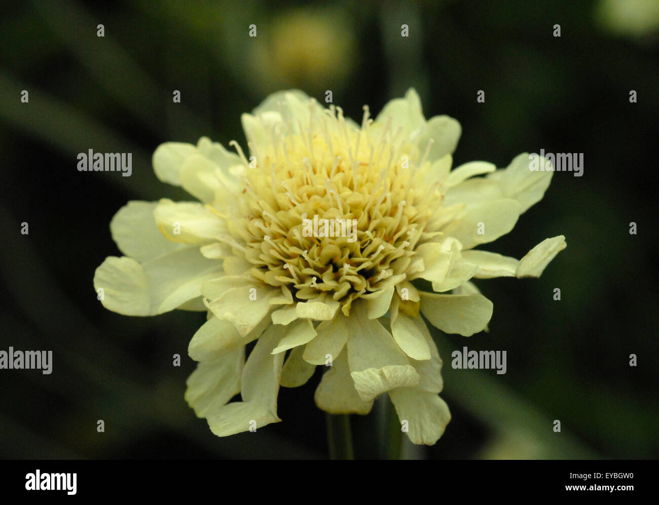 Knautia scabiosa hi-res stock photography and images - Alamy