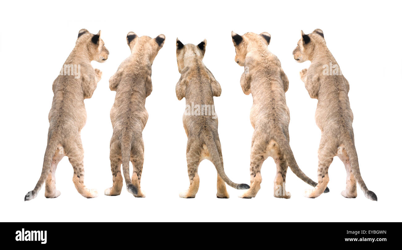 Lion cub standing on hi-res stock photography and images - Alamy