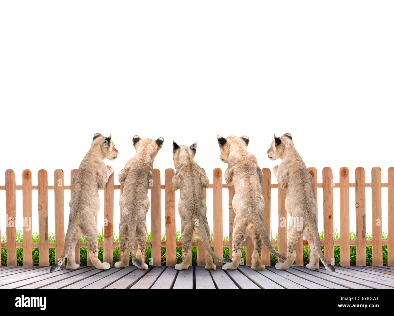 Lion standing hi-res stock photography and images - Alamy