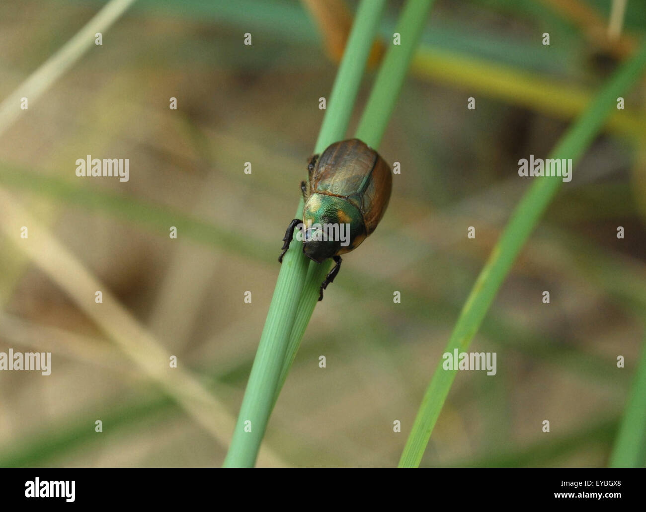Coastal beetle hi-res stock photography and images - Alamy