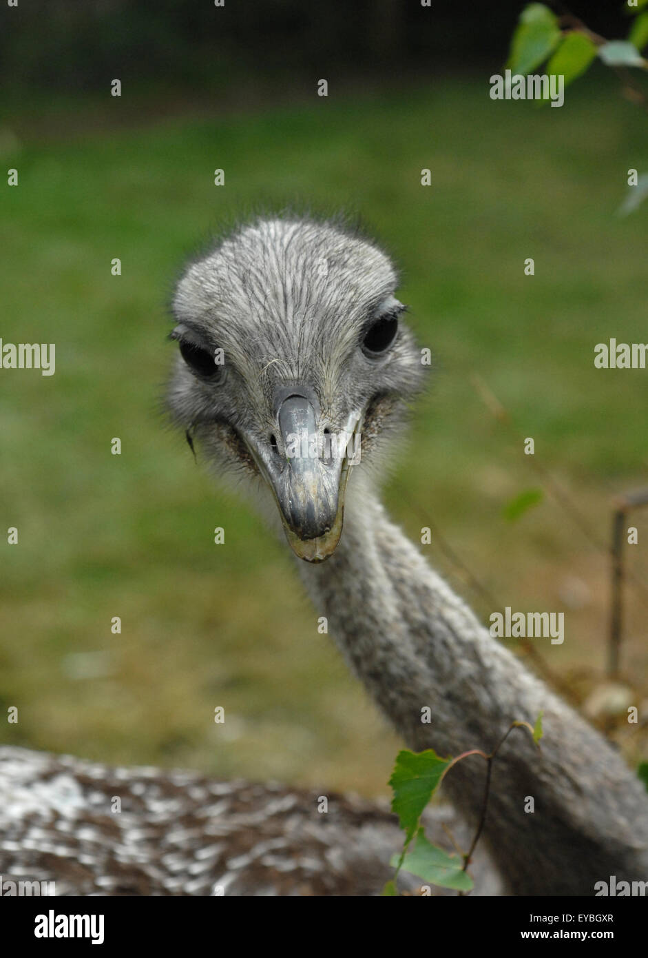Darwins Rhea Stock Photos & Darwins Rhea Stock Images - Alamy