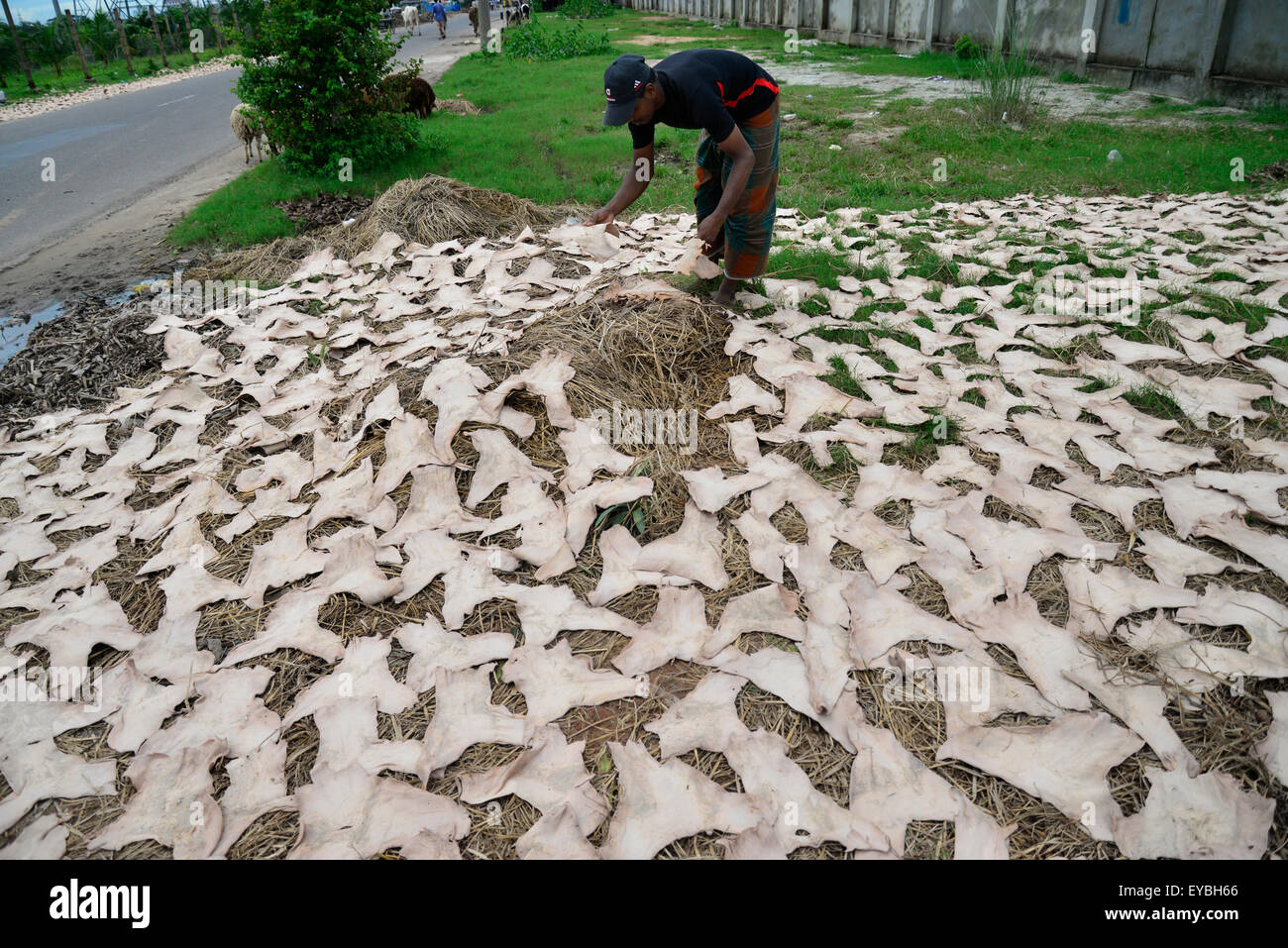 Dhaka, Bangladesh. 26th July, 2015. Bangladeshi daily laborer dries out ...