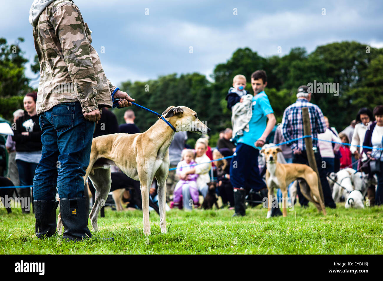 Lurcher Hunting High Resolution Stock Photography and Images - Alamy