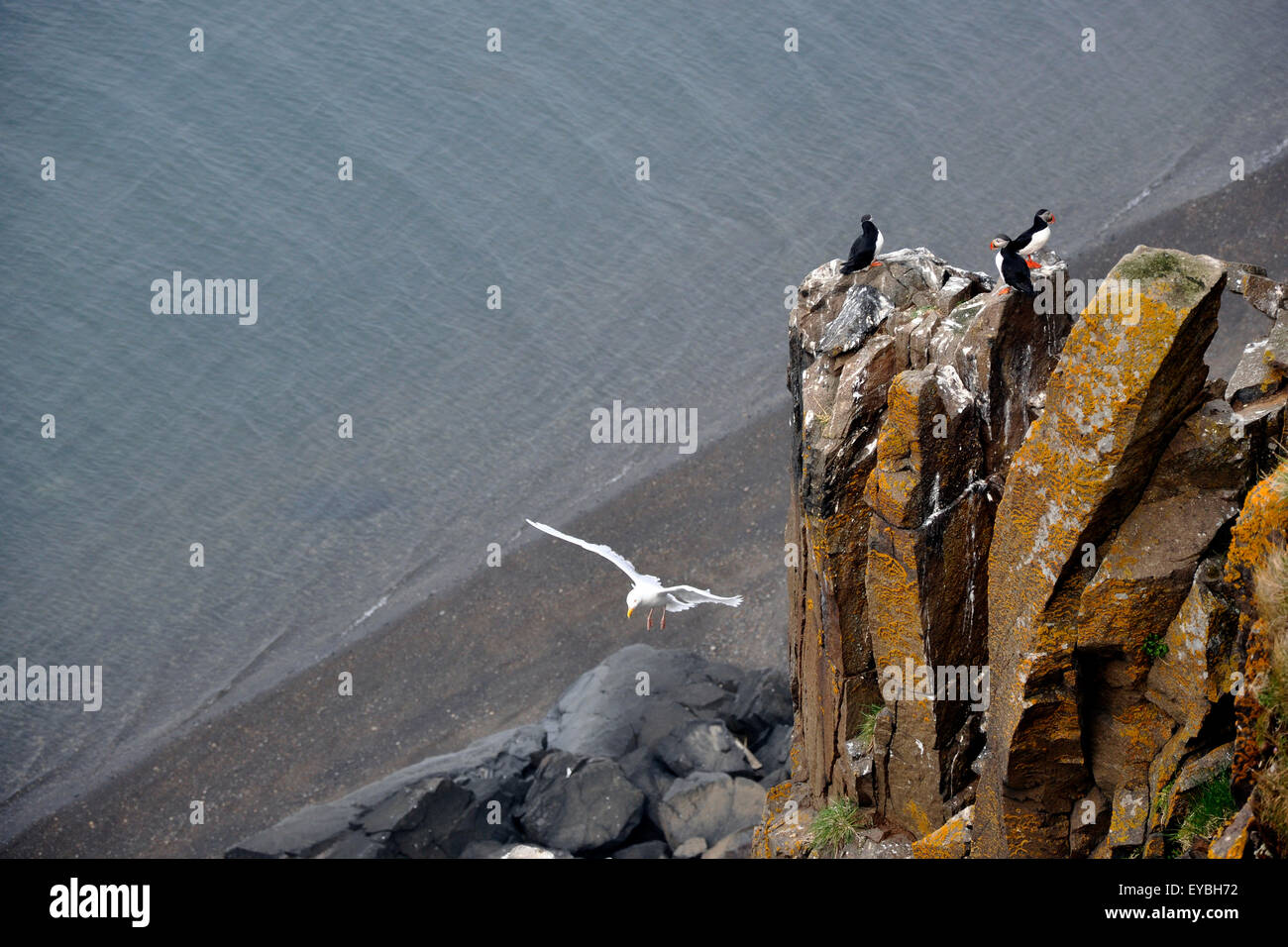 Norway, Svalbard islands, Spitsbergen island, birds Stock Photo - Alamy