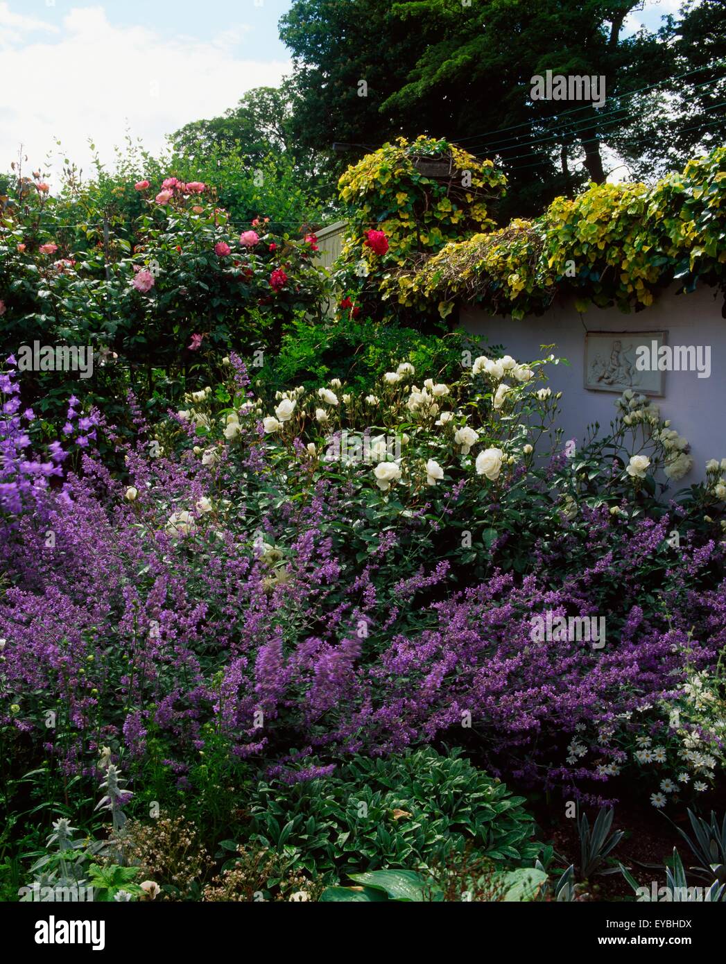 White garden including catmint and iceberg roses hi-res stock ...