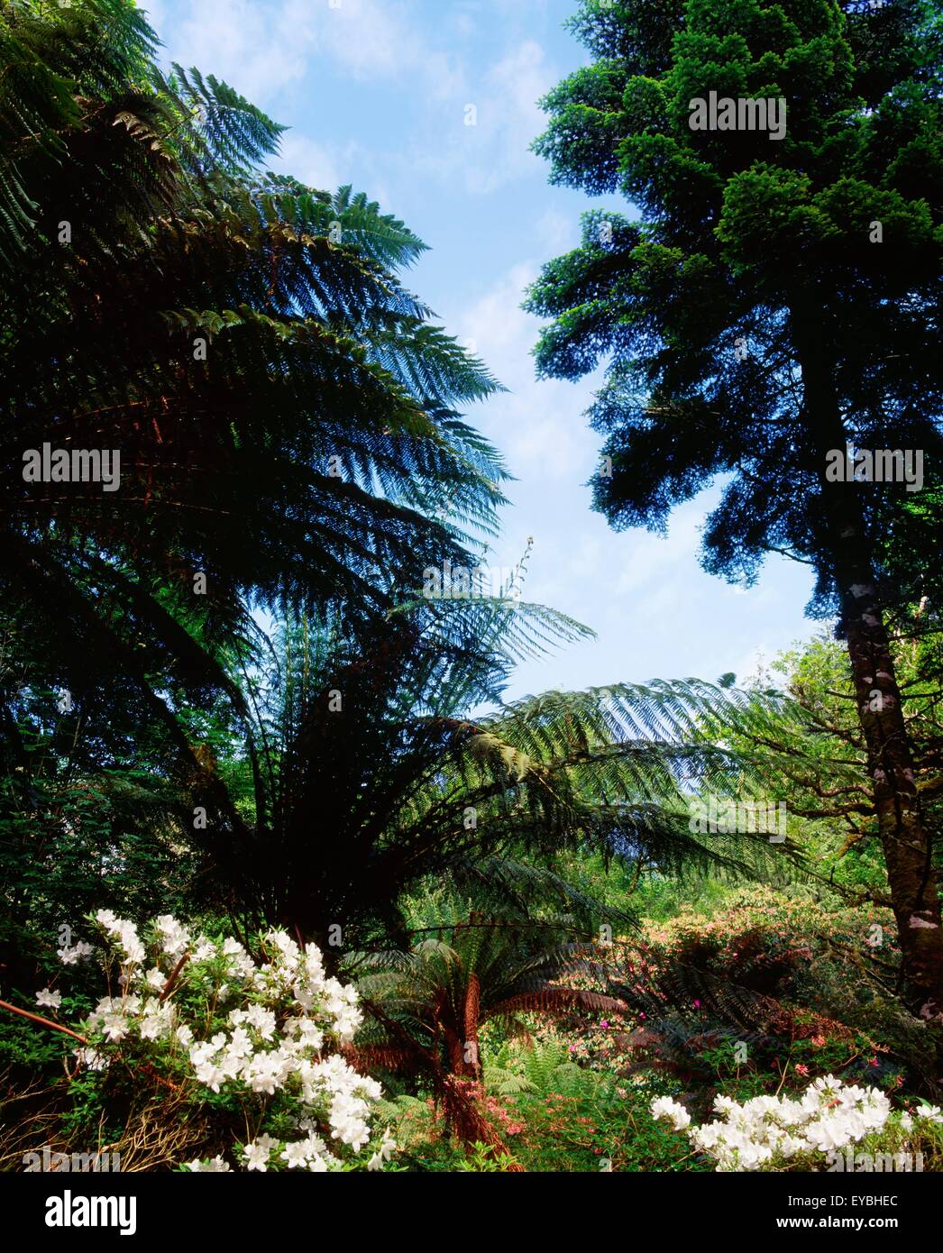 Derreen Gardens, Co Kerry, Ireland; Rhododendron And Tree Fern ...