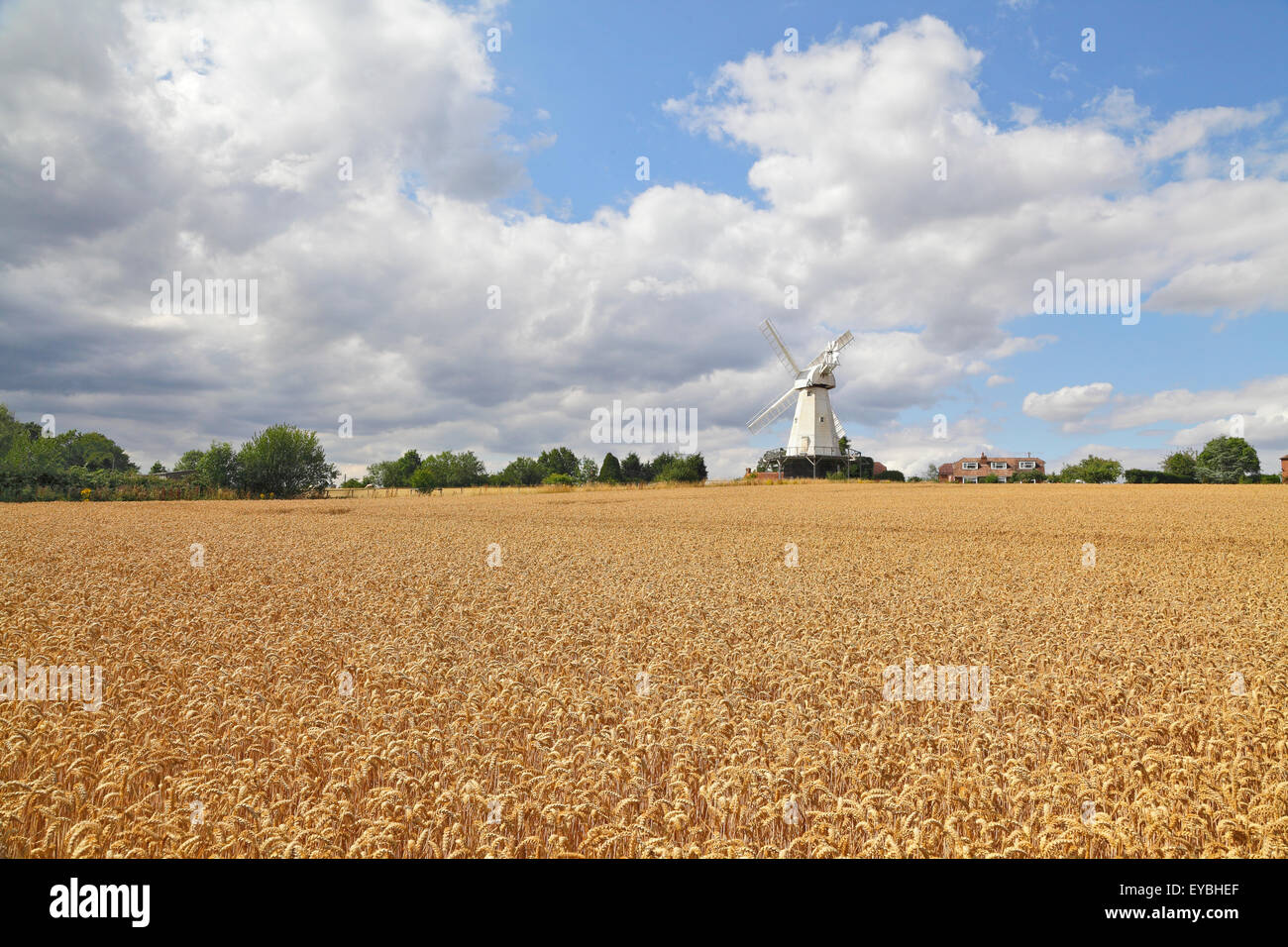 Harvest Time at Woodchurch Windmill, Kent, England, UK Stock Photo - Alamy