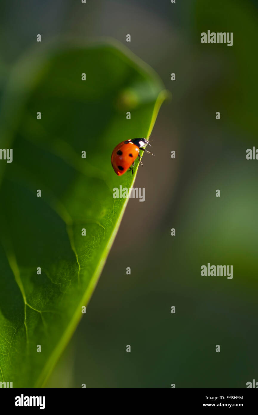 Lady bug getting ready to fly Stock Photo - Alamy