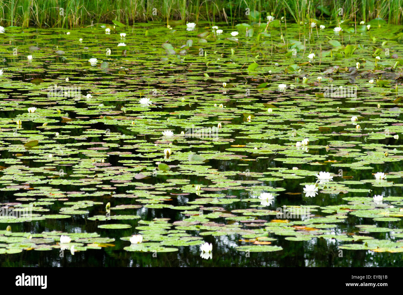 Native british waterlily hi-res stock photography and images - Alamy