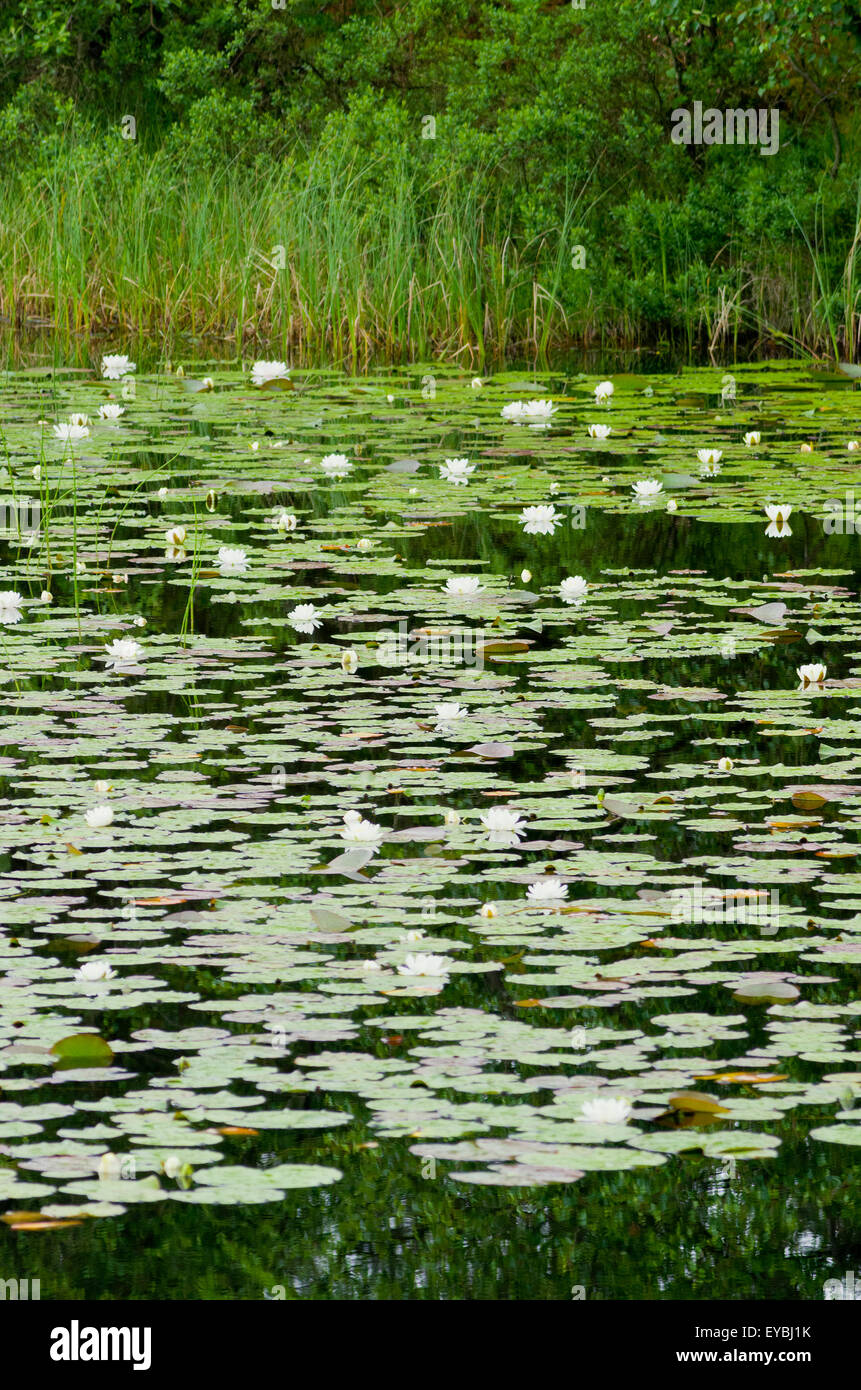 Native british waterlily hi-res stock photography and images - Alamy