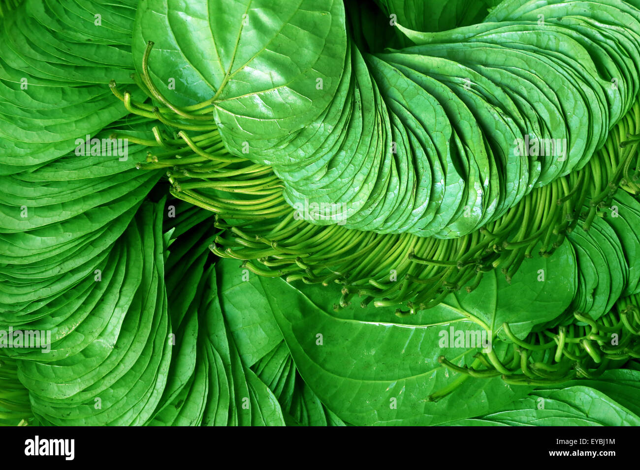 Betel leaf hi-res stock photography and images - Alamy