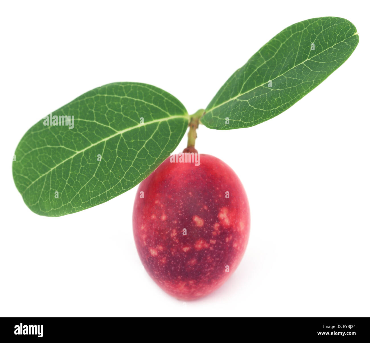 Koromcha or Carandas of Southeast Asia over white background Stock ...