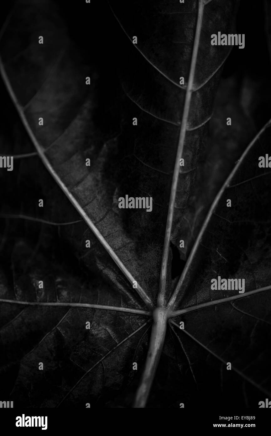 Close up autumn maple Black and White Stock Photos & Images - Alamy