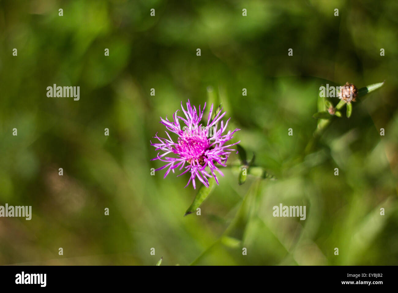 Red wild flower natural background Stock Photo - Alamy