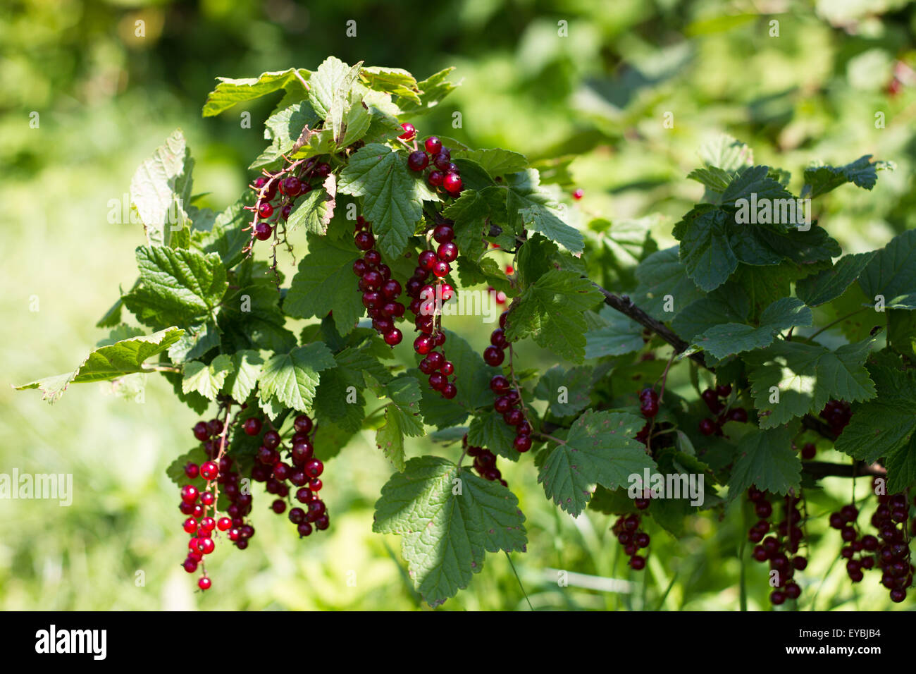 Garden berries hi-res stock photography and images - Alamy