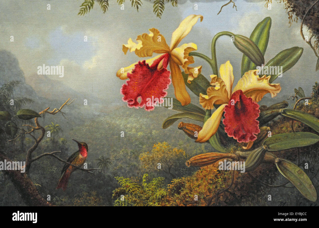 Heade martin johnson hi-res stock photography and images - Alamy