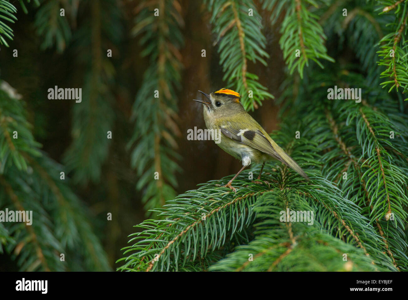 Garden Goldcrest Regulus regulust showing off its golden crest in a ...