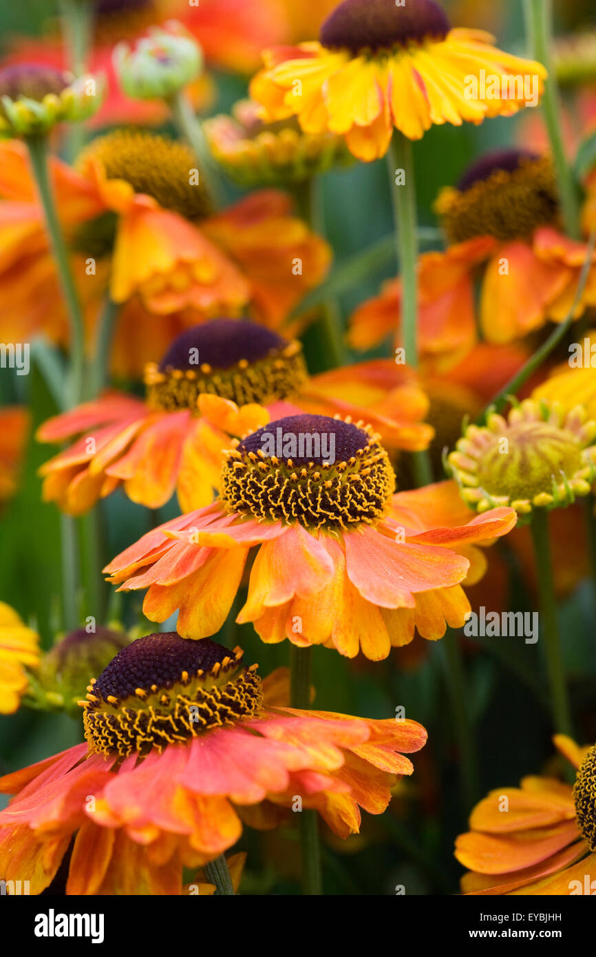 Helenium waltraut hi-res stock photography and images - Alamy