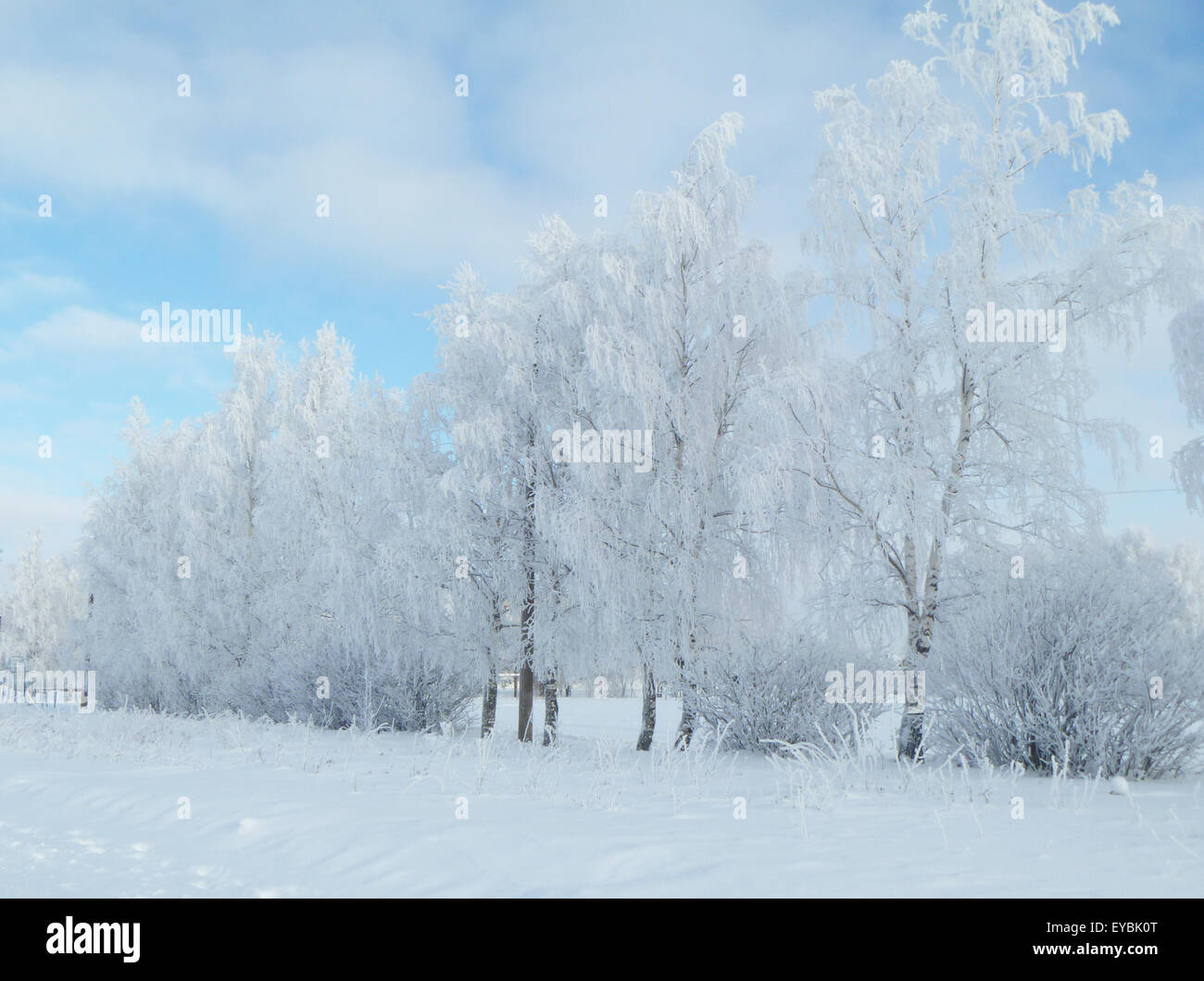 The Winter landscape. Rime on tree Stock Photo - Alamy