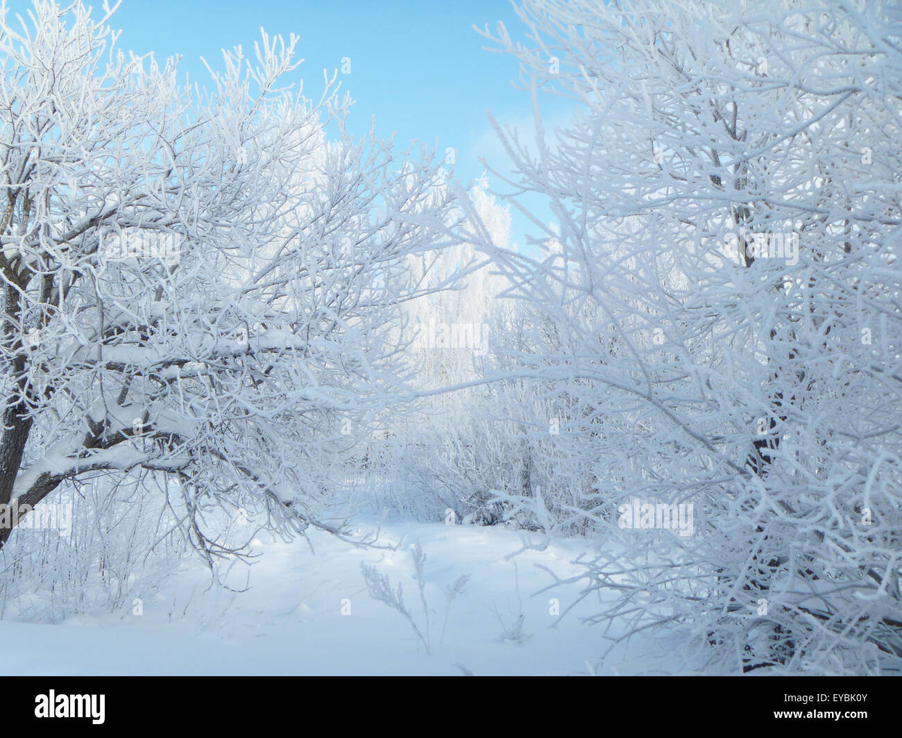 The Winter landscape. Rime on tree Stock Photo - Alamy