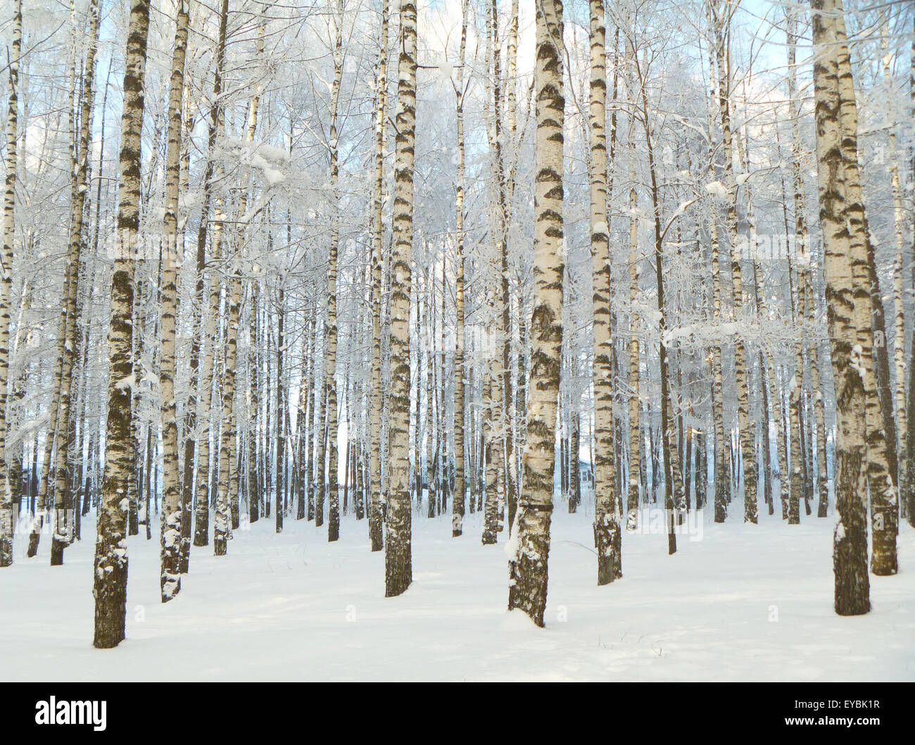 Cool birch hi-res stock photography and images - Alamy