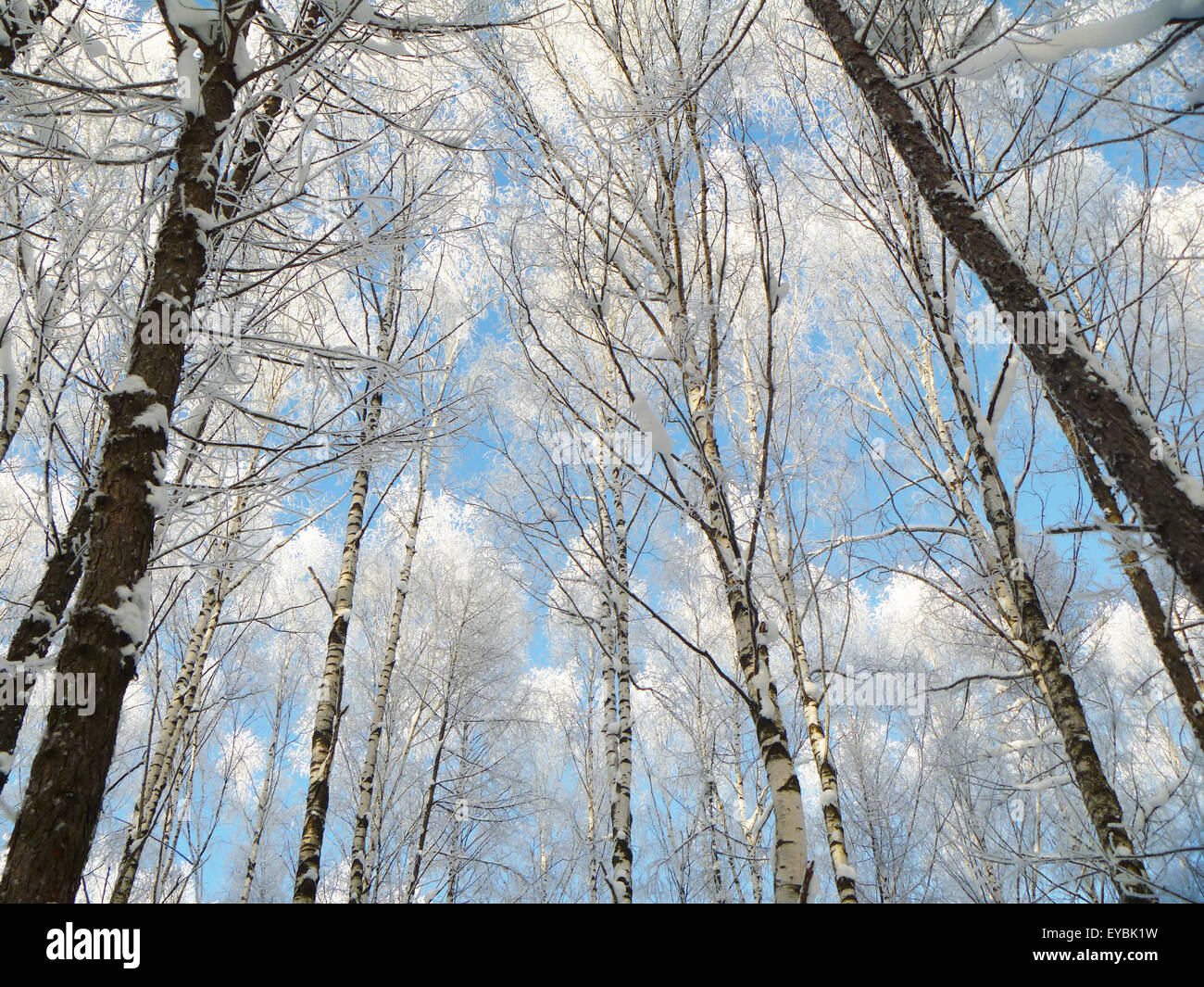 Cool birch hi-res stock photography and images - Alamy