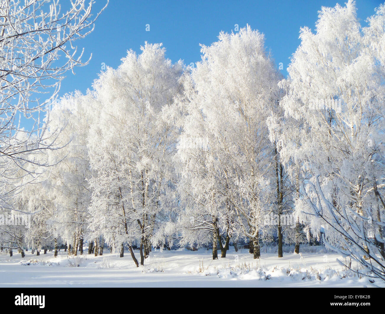 Winter landscape with frozen tree Stock Photo - Alamy