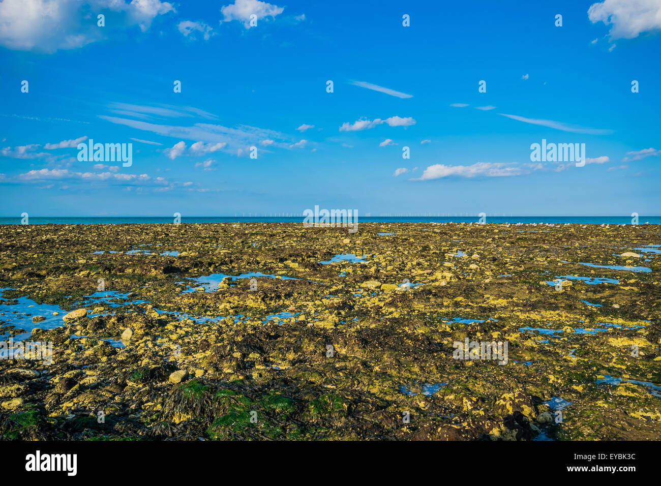Rock pools and crabbing hi-res stock photography and images - Alamy