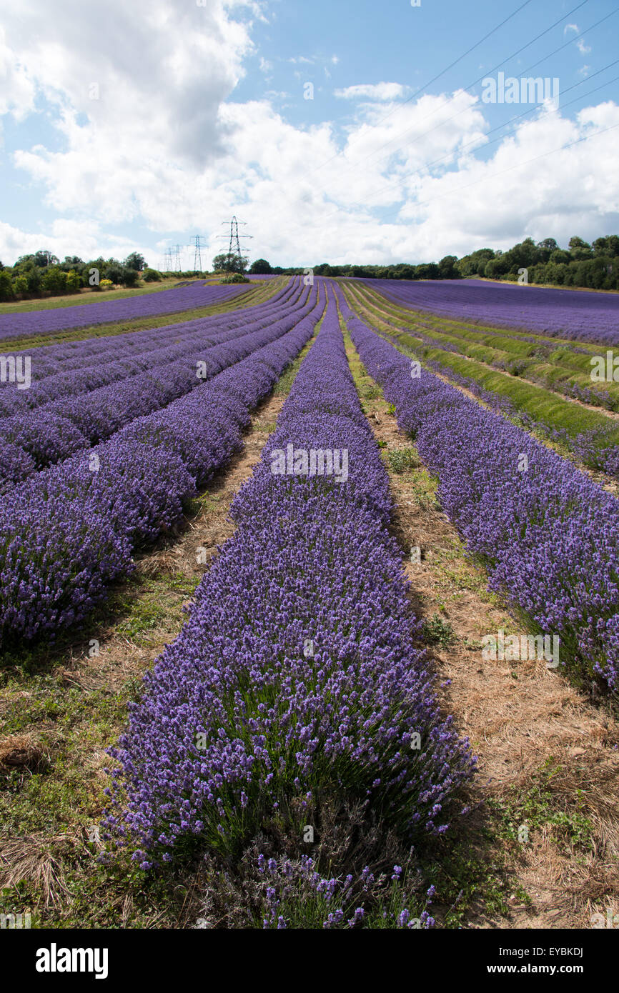 Lavender produce hi-res stock photography and images - Alamy