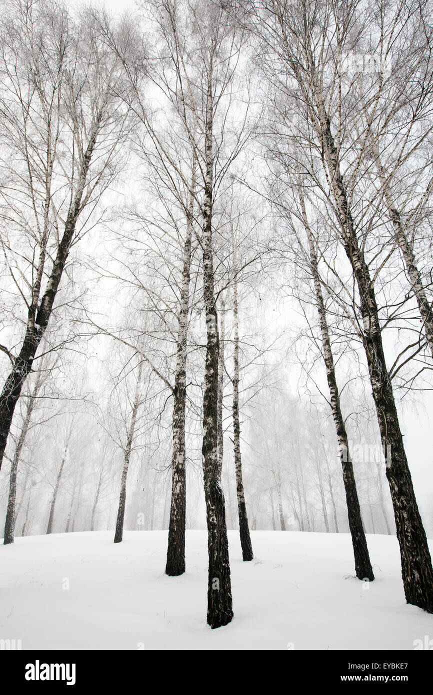 trees in winter Stock Photo - Alamy