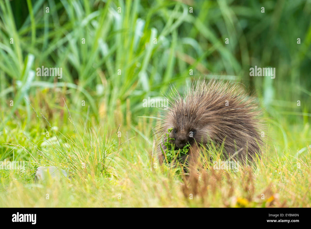 North american porcupine alaska hi-res stock photography and images - Alamy