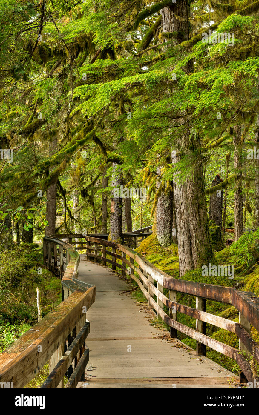 Forest Loop Trail at Glacier Bay National Park, Alaska Stock Photo - Alamy