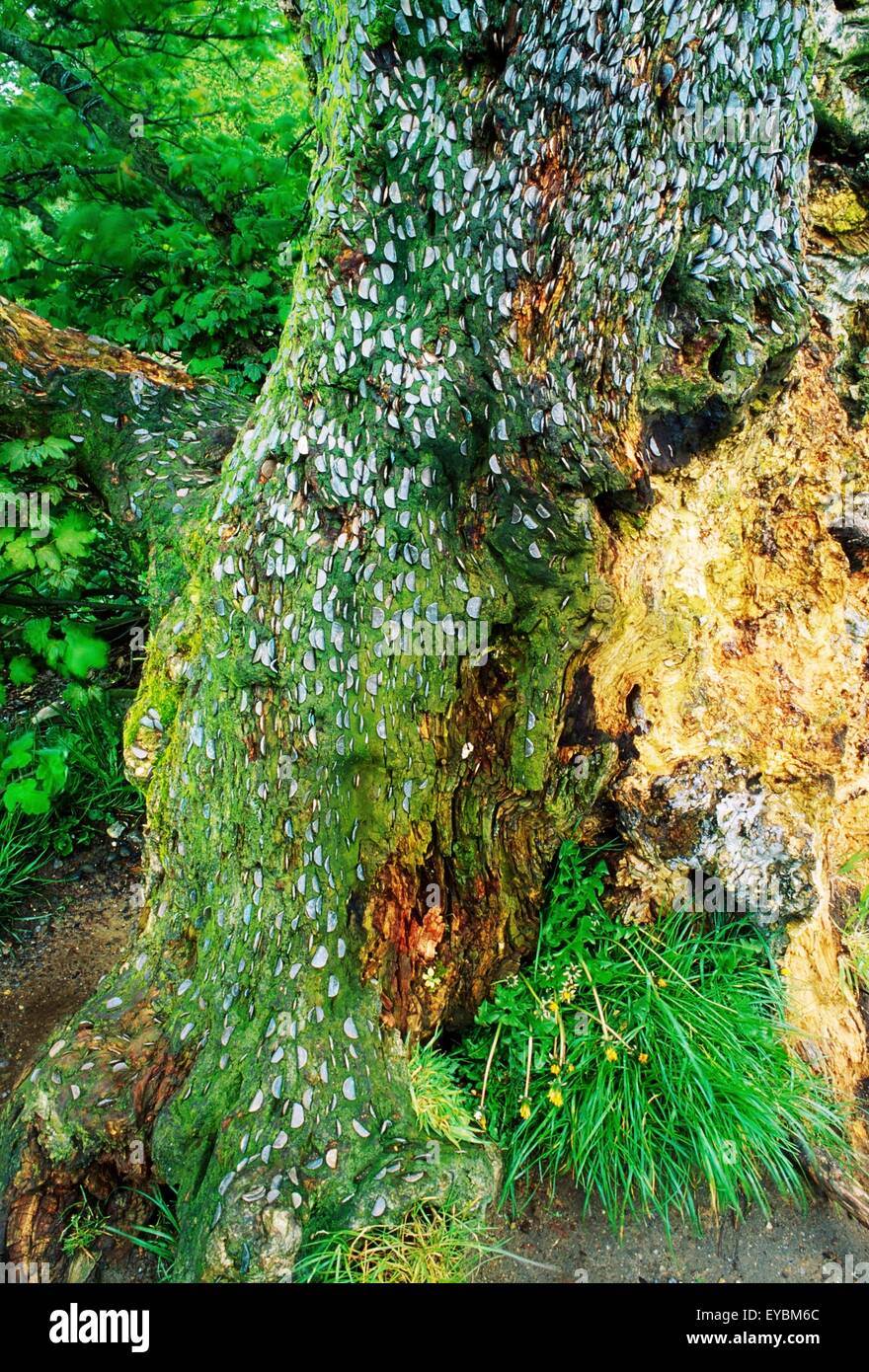 Mountrath, Co Laois, Ireland; Money Tree Stock Photo - Alamy