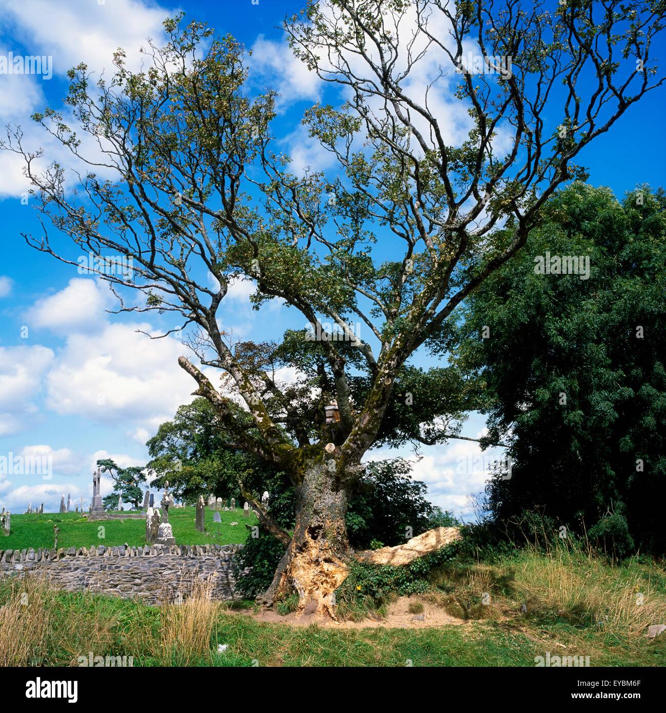 Mountrath, Co Laois, Ireland; Money Tree Stock Photo - Alamy