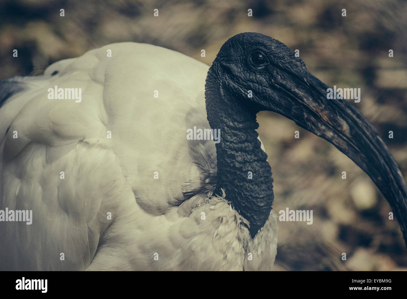 A Sacred Ibis Bird Stock Photo - Alamy