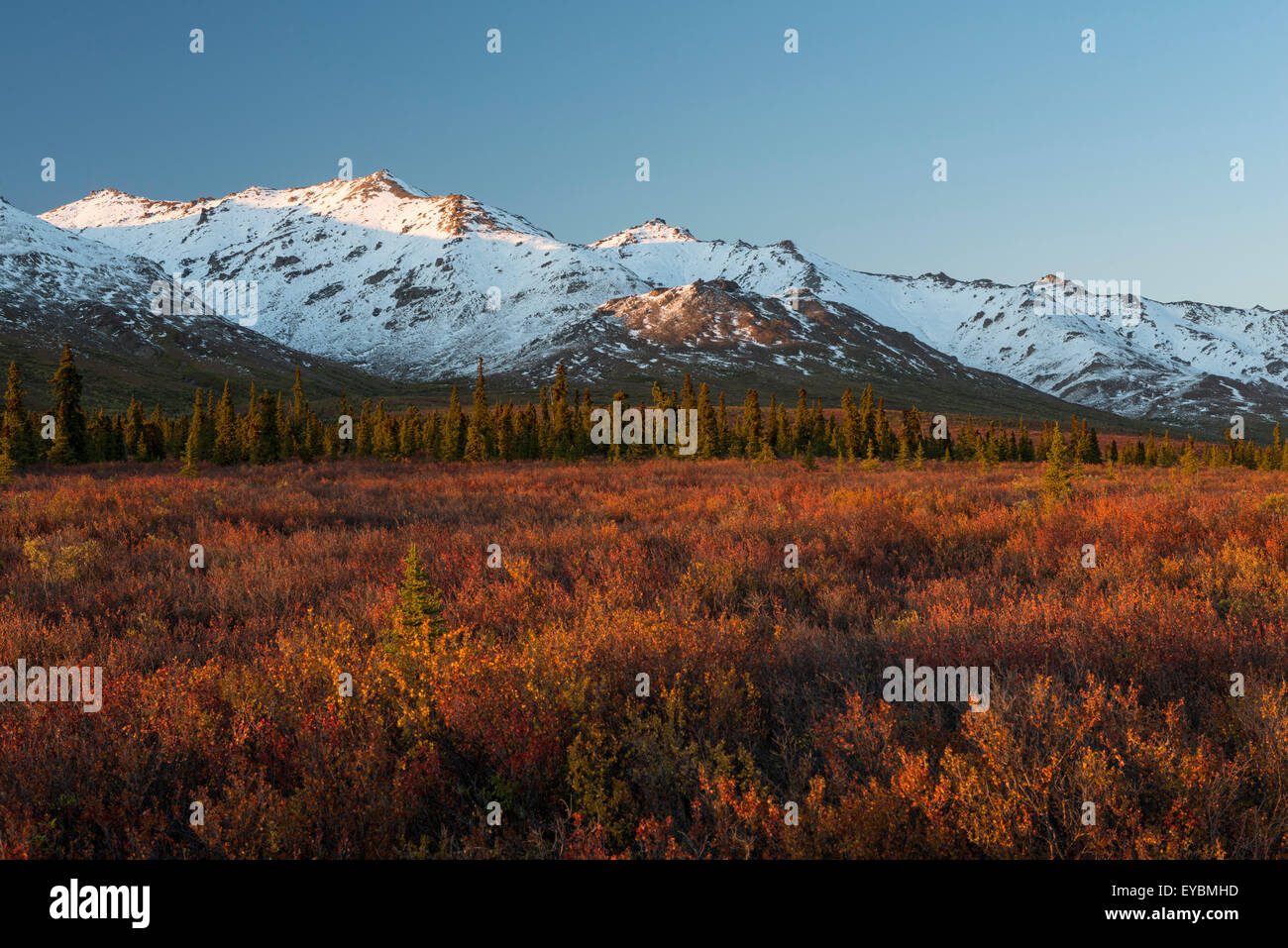 Denali state park hi-res stock photography and images - Alamy