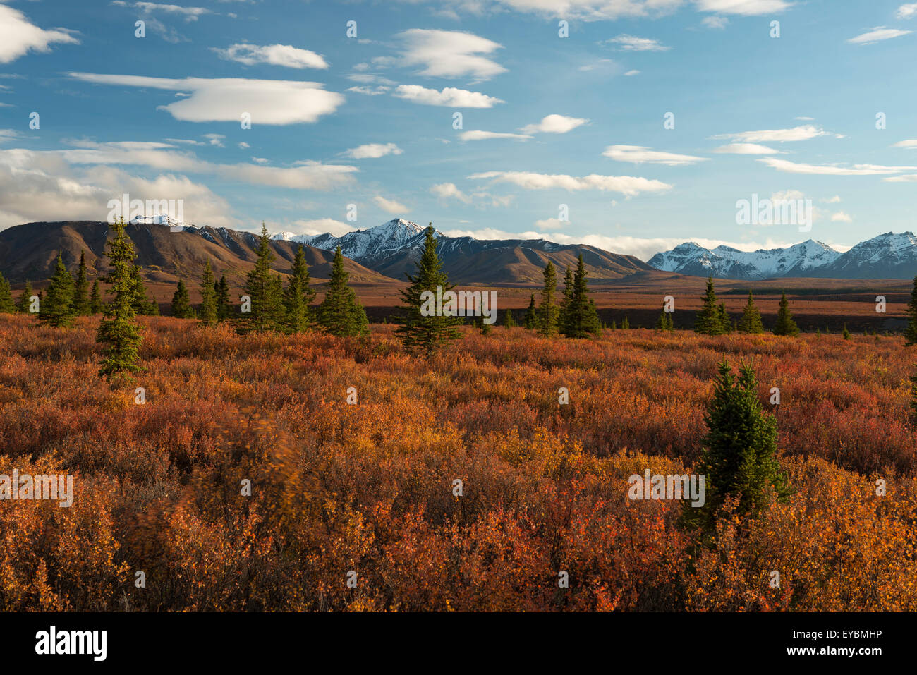 Denali state park hi-res stock photography and images - Alamy