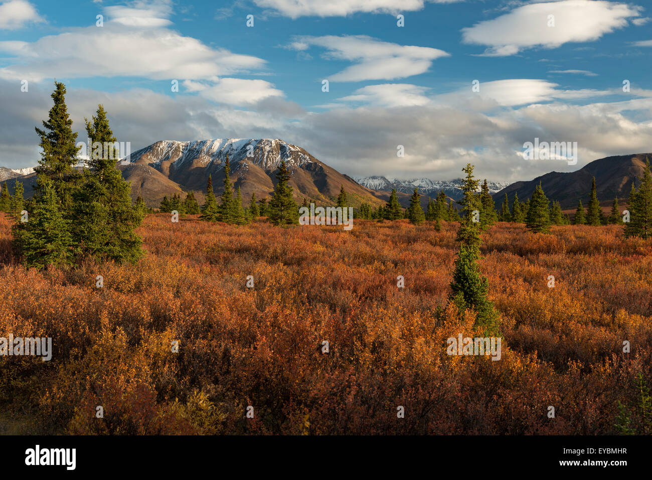 Fall colors in denali national hi-res stock photography and images - Alamy
